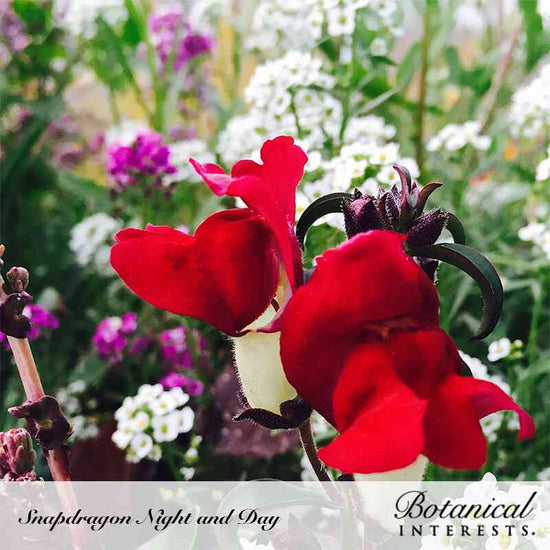 Night and Day Snapdragon Seeds – Epic Gardening