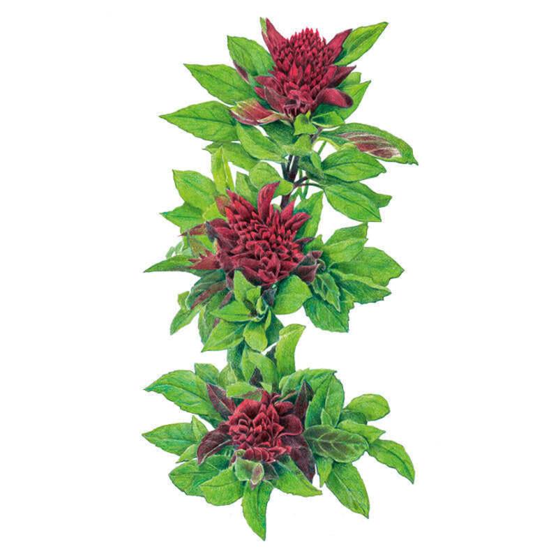 Cardinal Basil Seeds – Epic Gardening
