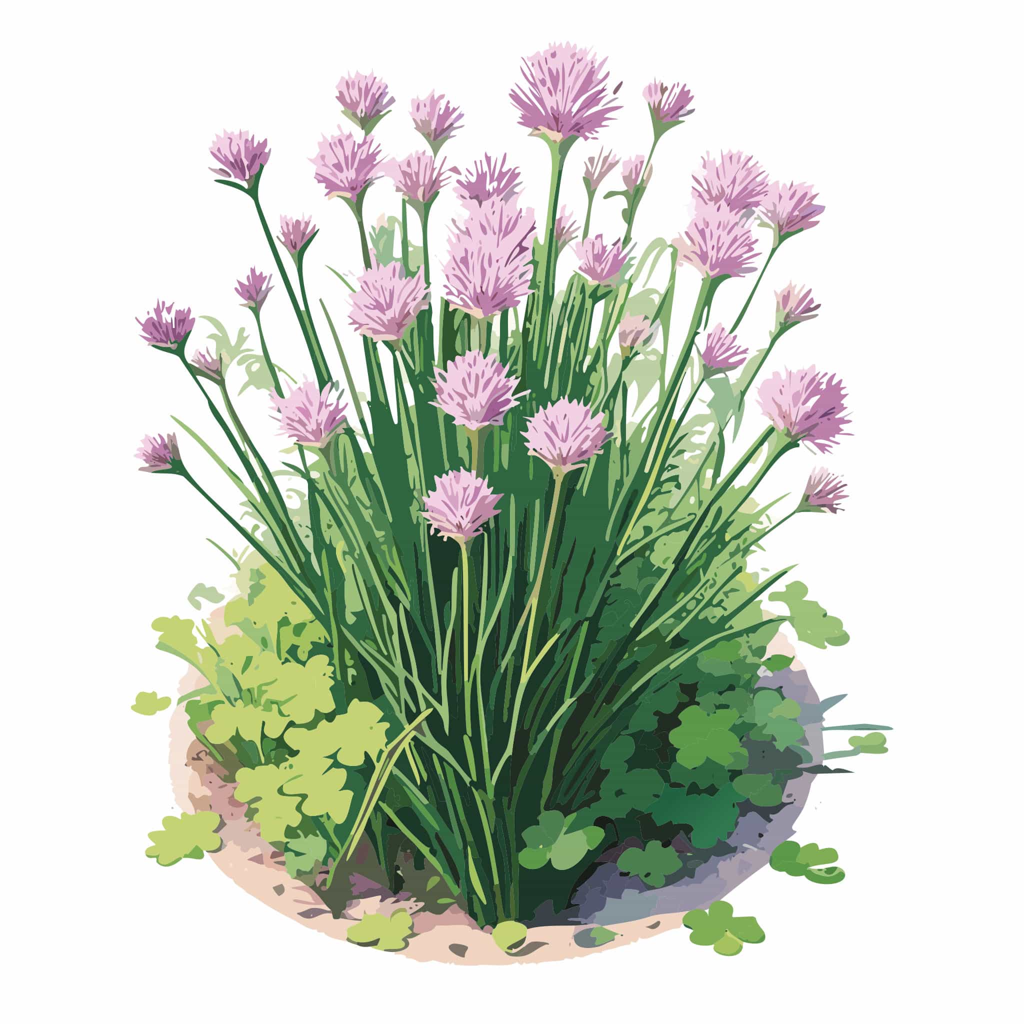 Common Chives – Epic Gardening
