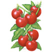 Glacier Bush Tomato Seeds – Epic Gardening
