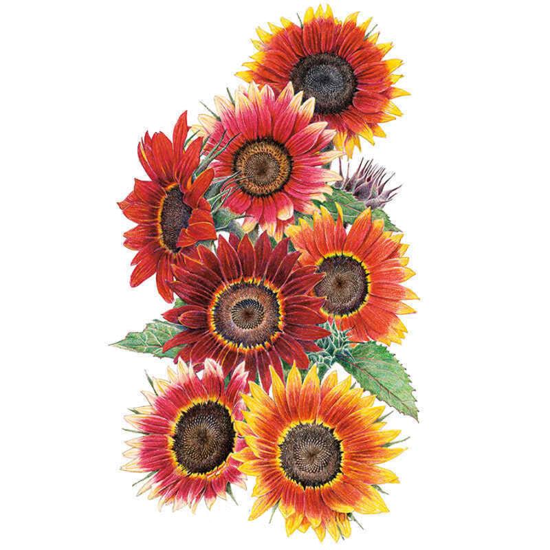Drop Dead Red Sunflower Seeds – Epic Gardening
