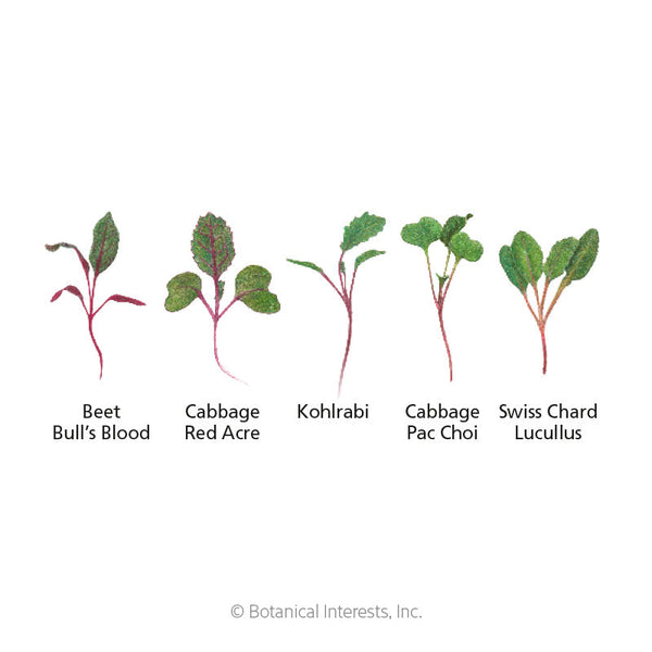 Mild Mix Microgreens Seeds – Epic Gardening