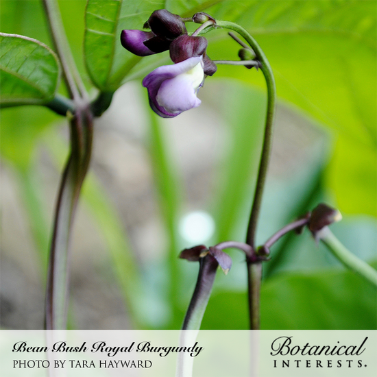 Royal Burgundy Bush Bean Seeds – Epic Gardening