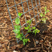 Folding A-Frame Trellis Plant Supports – Epic Gardening