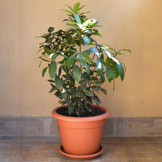 Bay Laurel – Epic Gardening