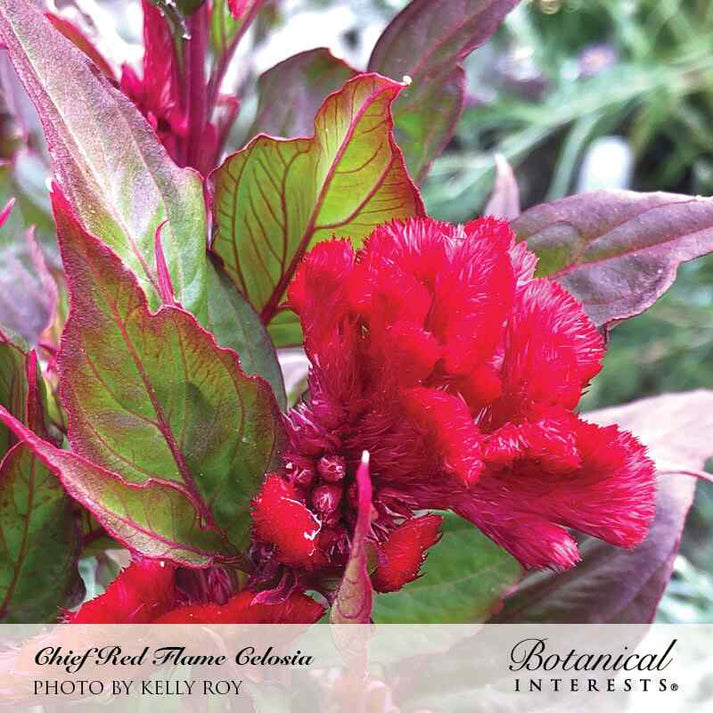 Chief Red Flame Celosia Seeds – Epic Gardening
