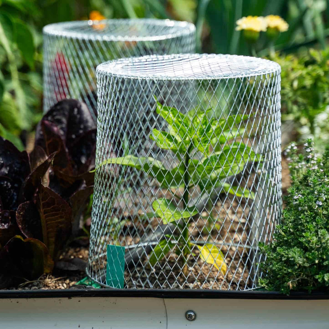 Critter Cage - Plant Protectors (10 pack) – Epic Gardening