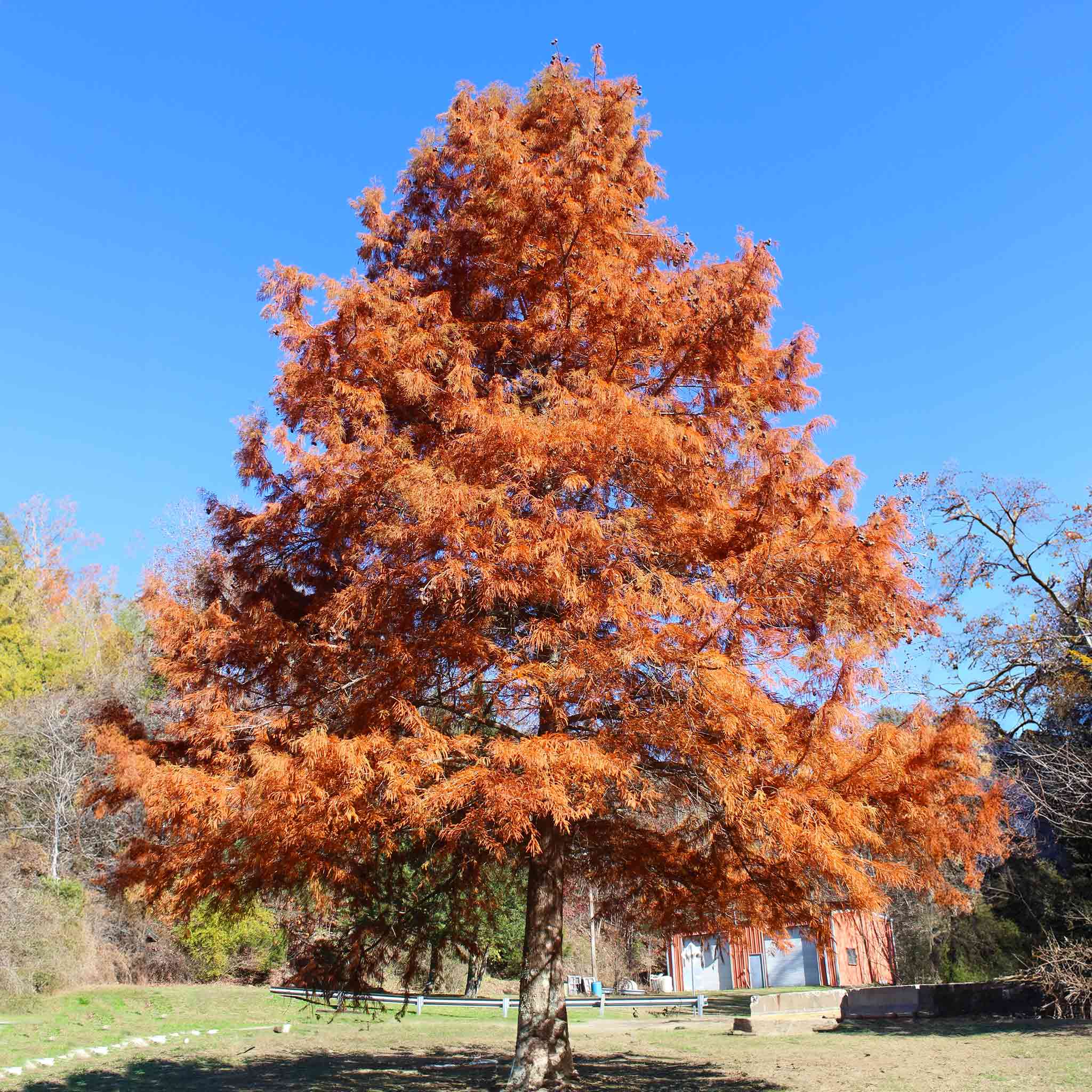 Dawn Redwood – Epic Gardening