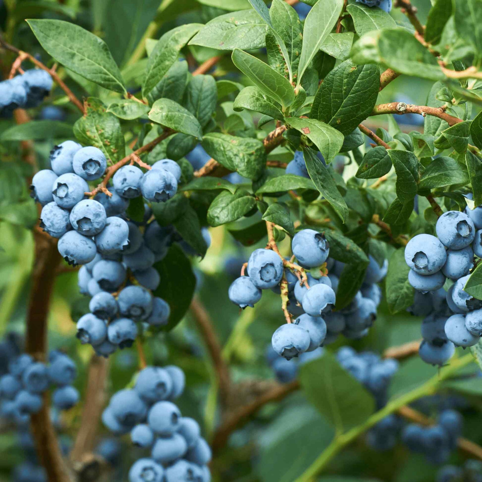 Duke Blueberry – Epic Gardening