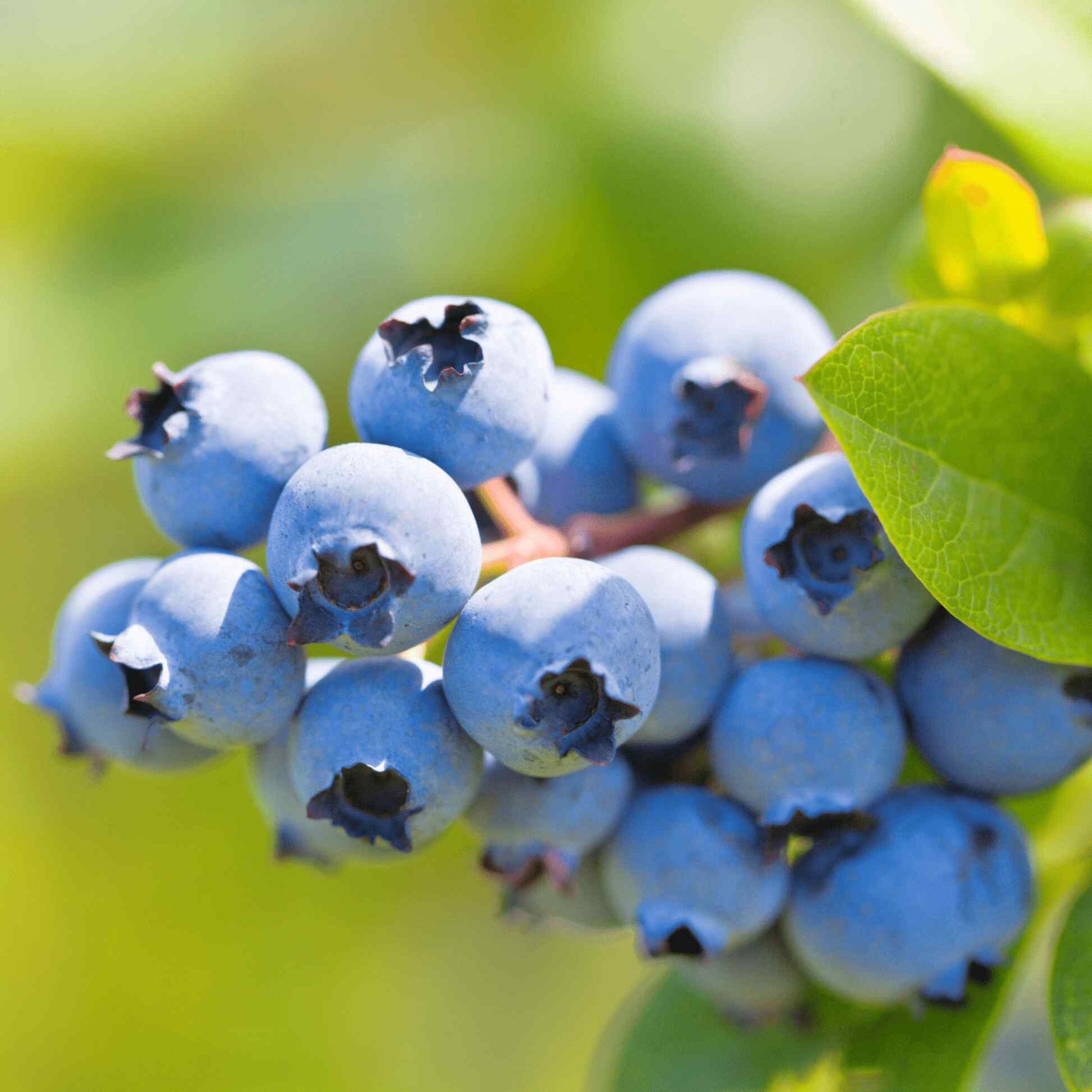 Duke Blueberry – Epic Gardening