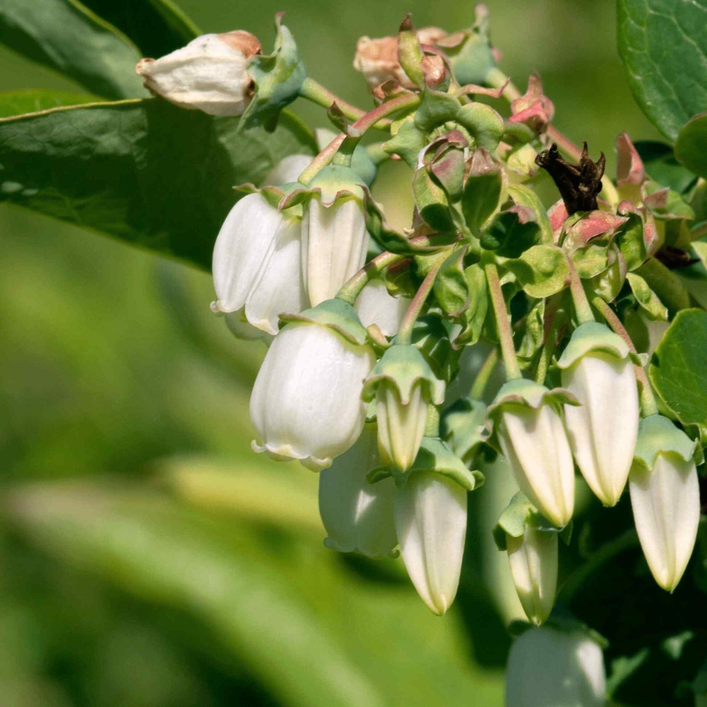 Duke Blueberry – Epic Gardening