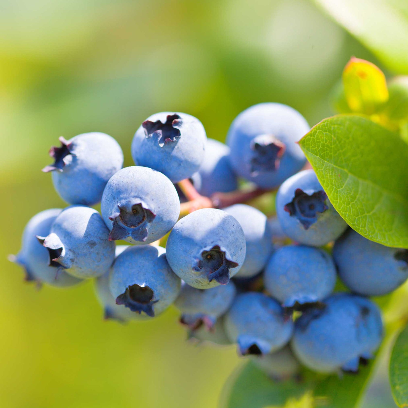 Duke Blueberry – Epic Gardening