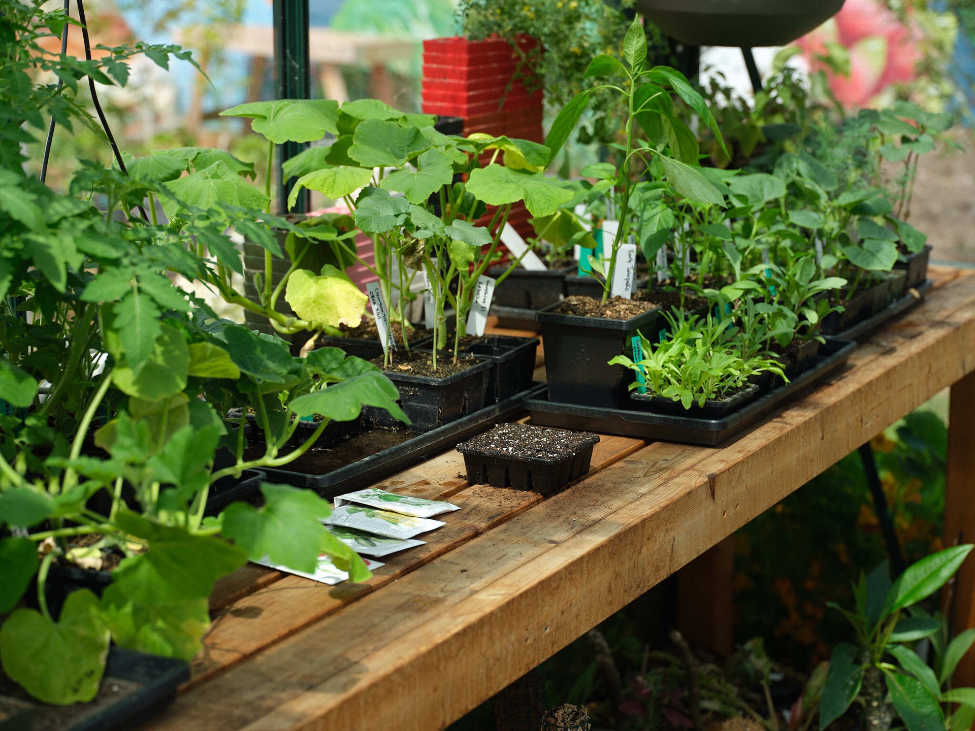 Seed Starting – Epic Gardening