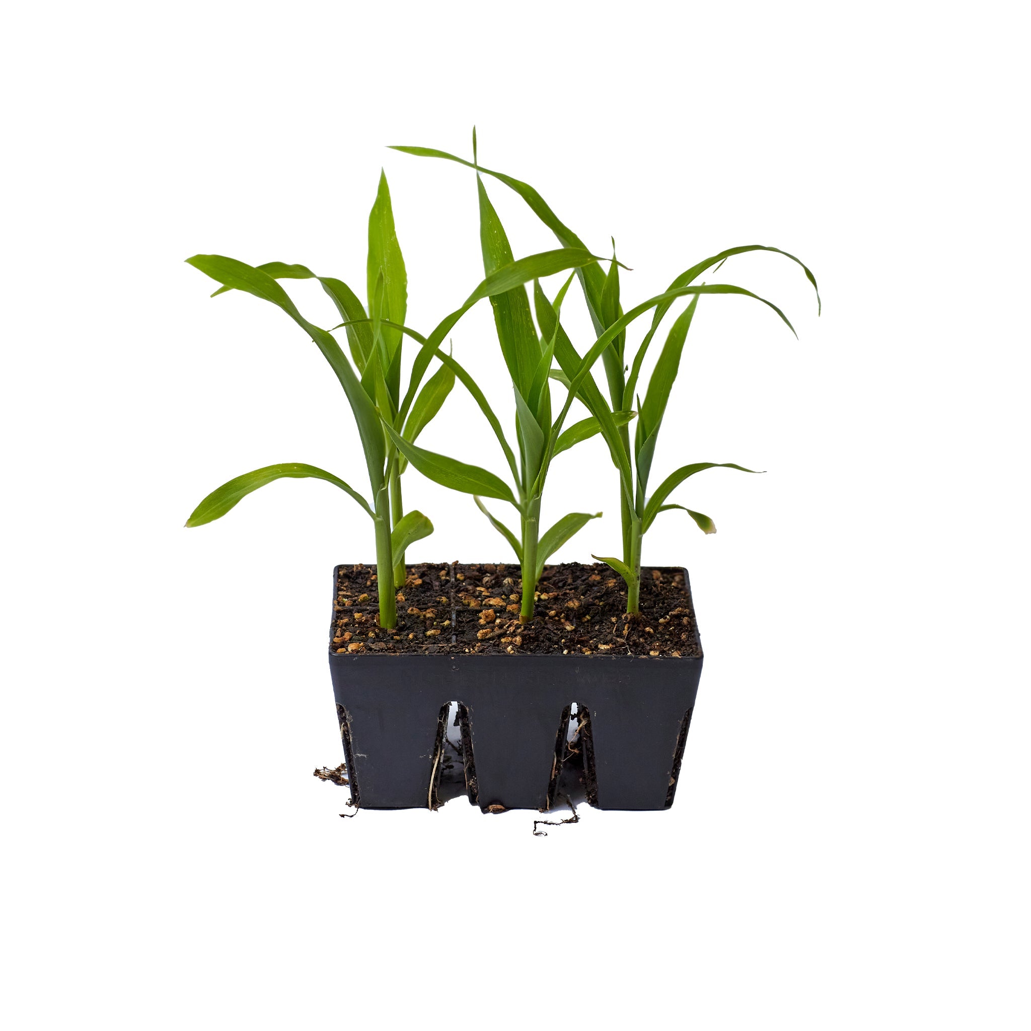 The Premium Seed Starting Kit – Epic Gardening