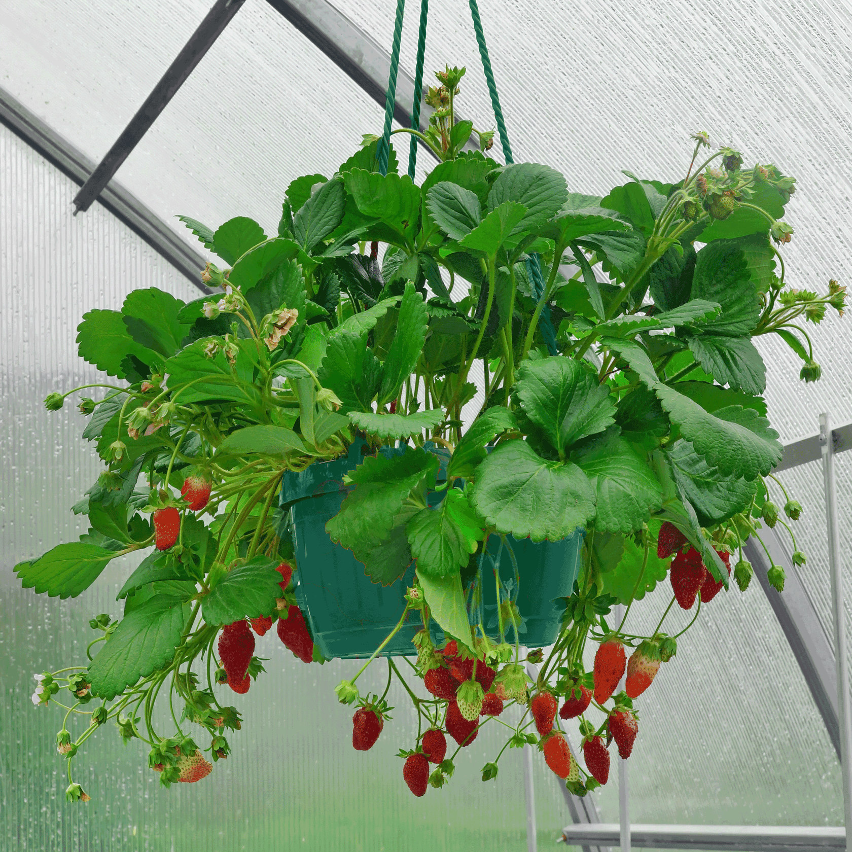 Everbearing Strawberry – Epic Gardening