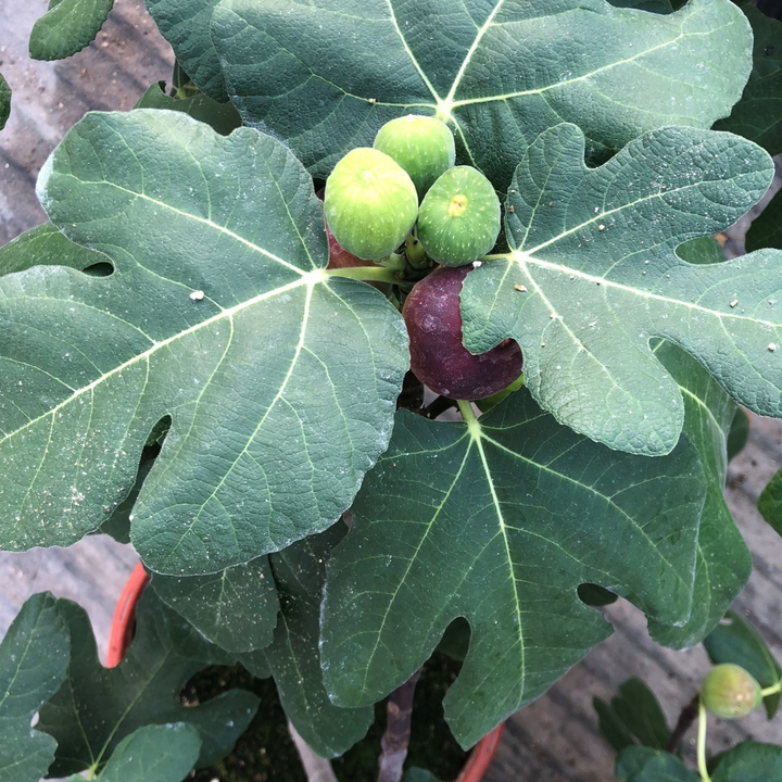 Fig – Epic Gardening
