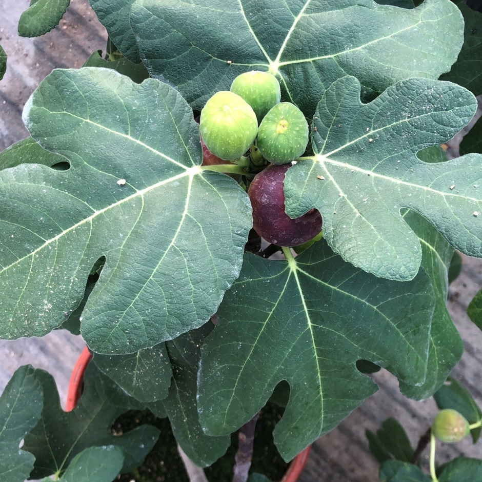 Fig – Epic Gardening