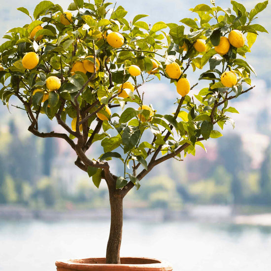 Improved Meyer Lemon Tree – Epic Gardening