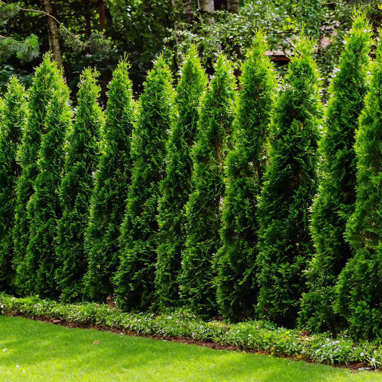 Junior Giant Thuja Tree – Epic Gardening