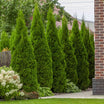 Junior Giant Thuja Tree – Epic Gardening