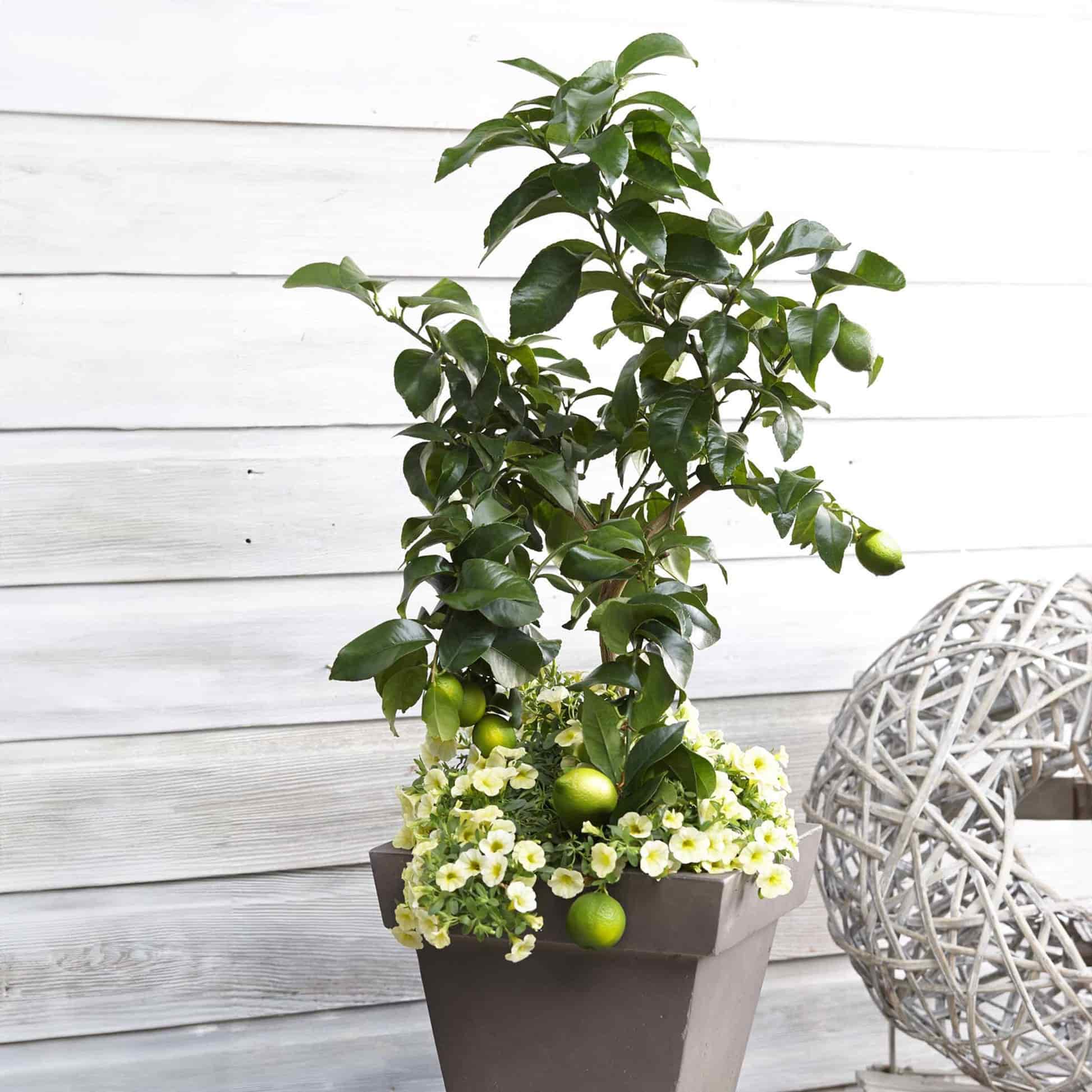 Key Lime Tree – Epic Gardening