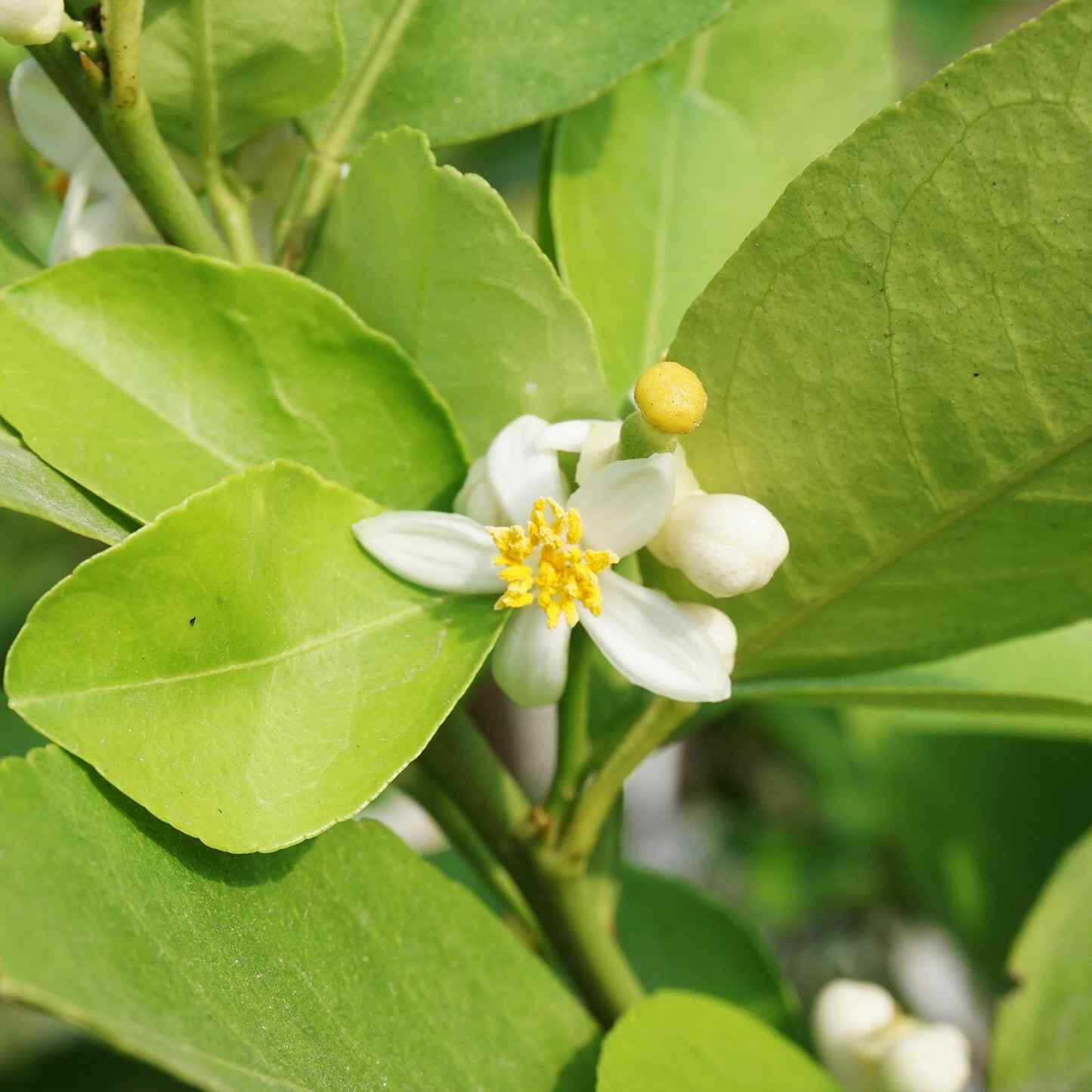 Key Lime Tree – Epic Gardening