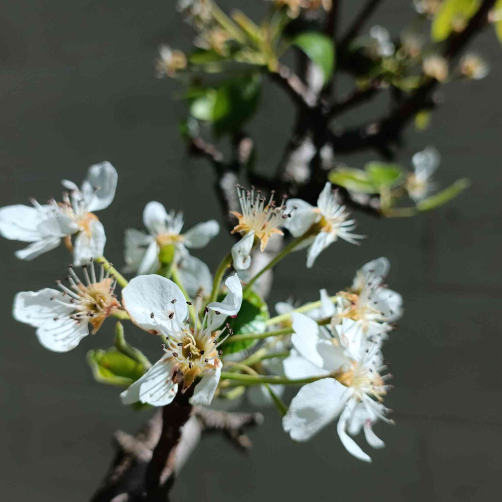 Lapins Cherry Tree – Epic Gardening