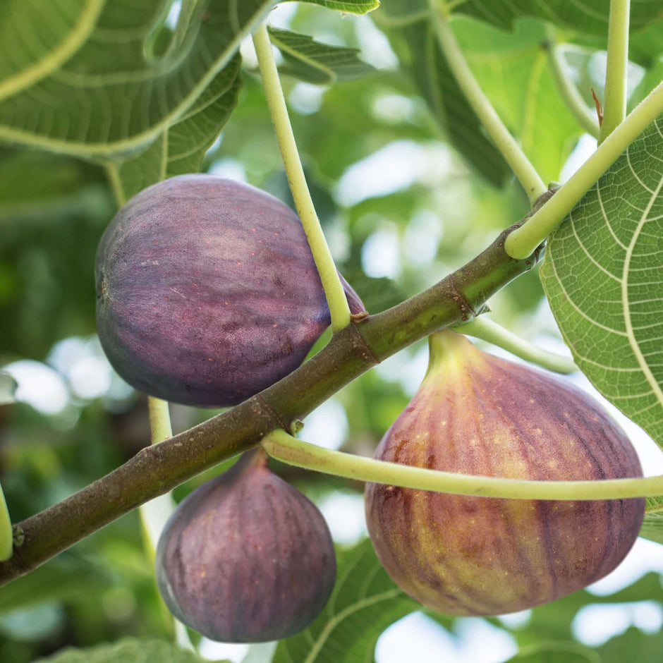 Fig – Epic Gardening