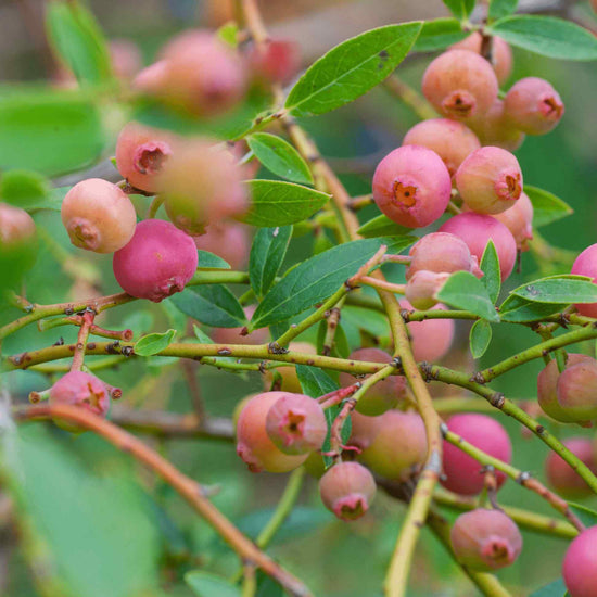 Pink Lemonade Blueberry – Epic Gardening