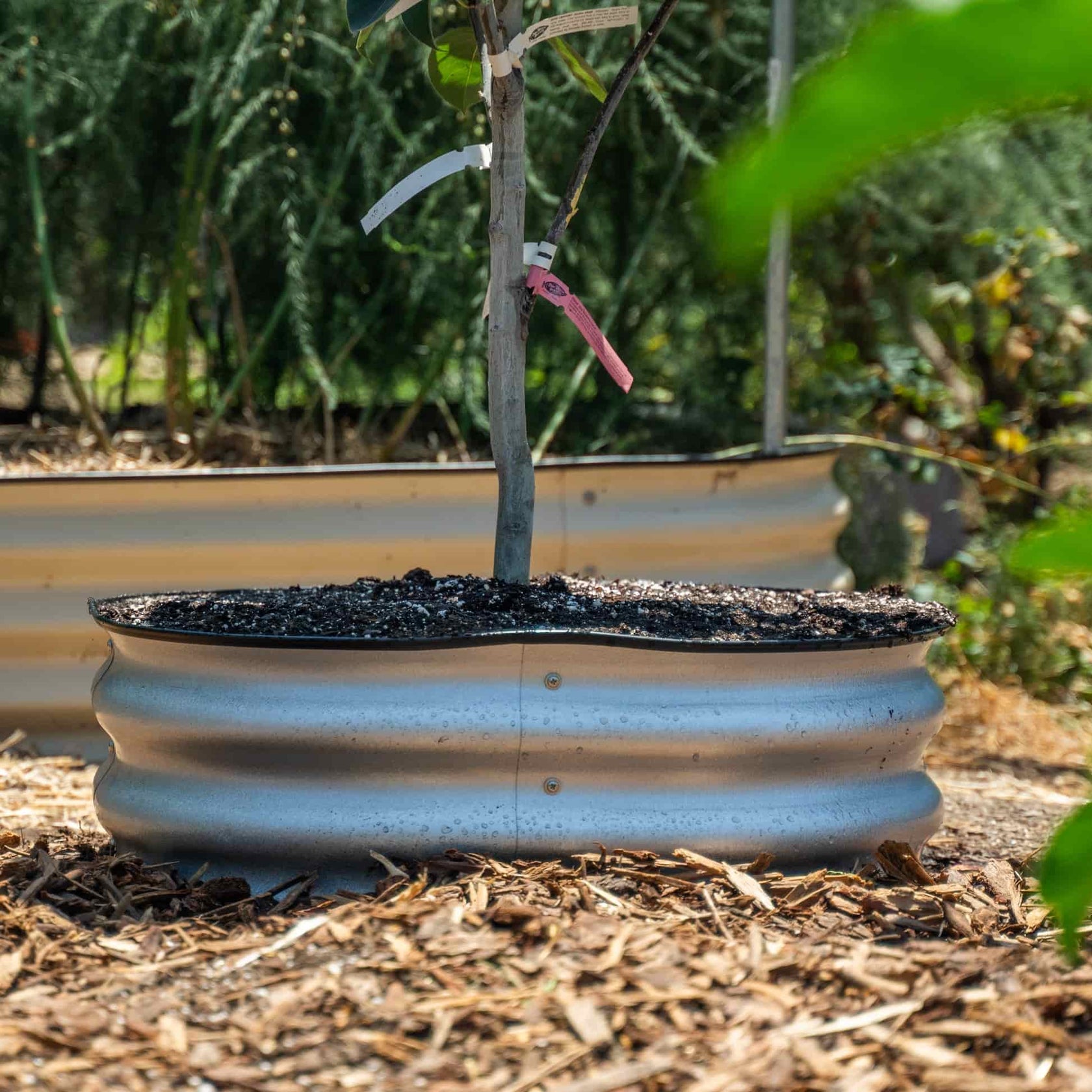 Metal Tree Surround - 8” Tall – Epic Gardening
