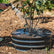 Metal Tree Surround - 8” Tall – Epic Gardening