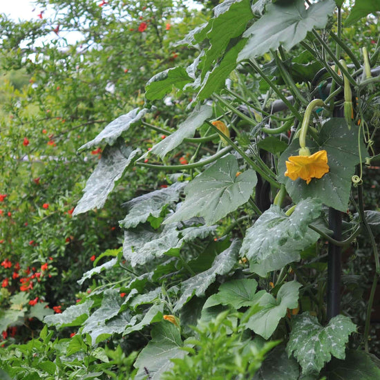 Vegetable Garden Freyr Trellis – Epic Gardening