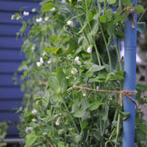 Vegetable Garden Freyr Trellis – Epic Gardening