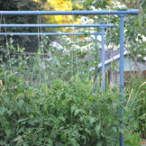 Vegetable Garden Freyr Trellis – Epic Gardening
