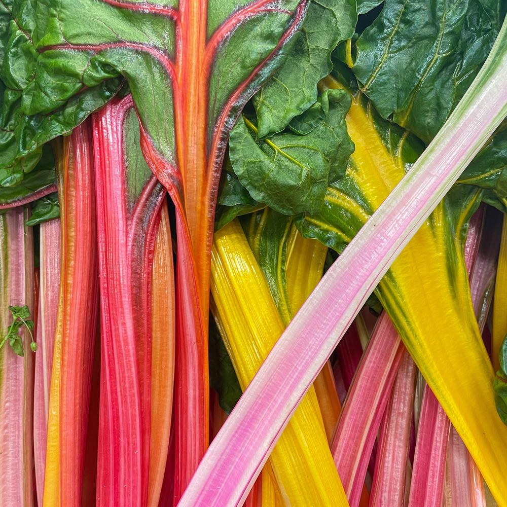 Celebration Swiss Chard Seeds – Epic Gardening