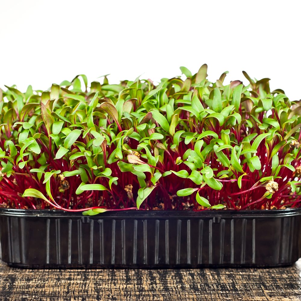 Early Wonder Beet Microgreens Seeds – Epic Gardening