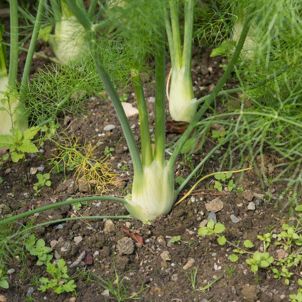 Finocchio Fennel Seeds – Epic Gardening