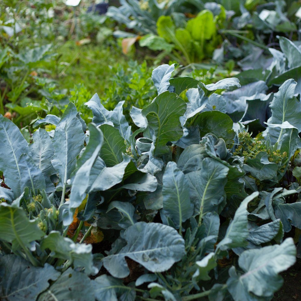 Georgia Southern Collards Seeds – Epic Gardening