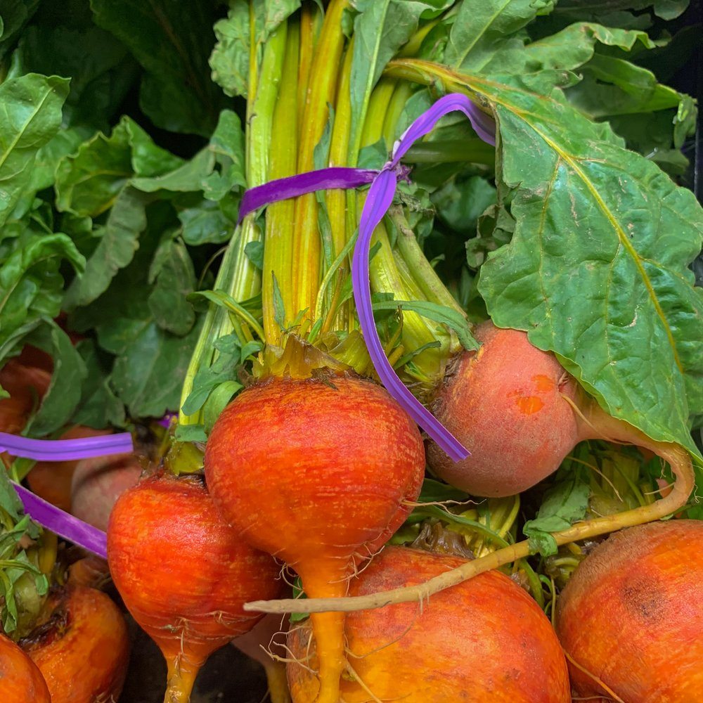 Golden Boy Beet Seeds – Epic Gardening