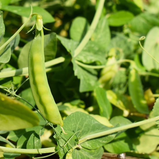 Green Arrow Shelling Pea Seeds – Epic Gardening