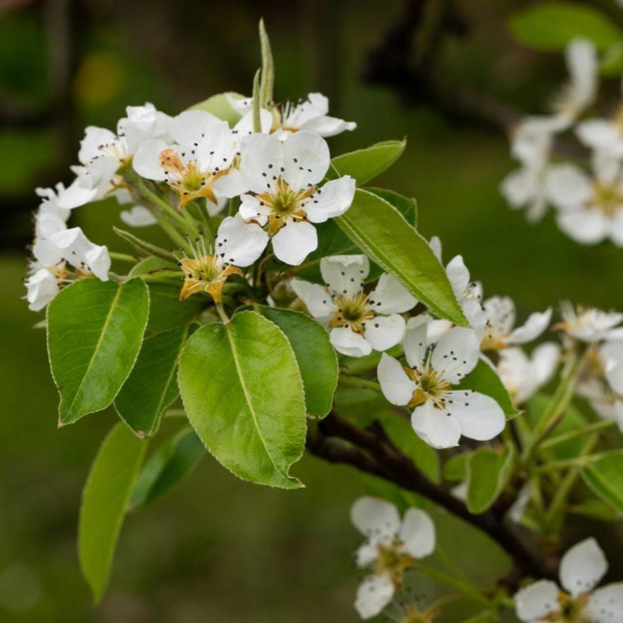 D'Anjou Pear Tree – Epic Gardening