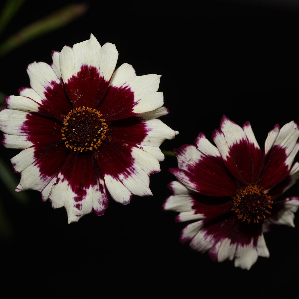 Incredible! Swirl Coreopsis Seeds – Epic Gardening