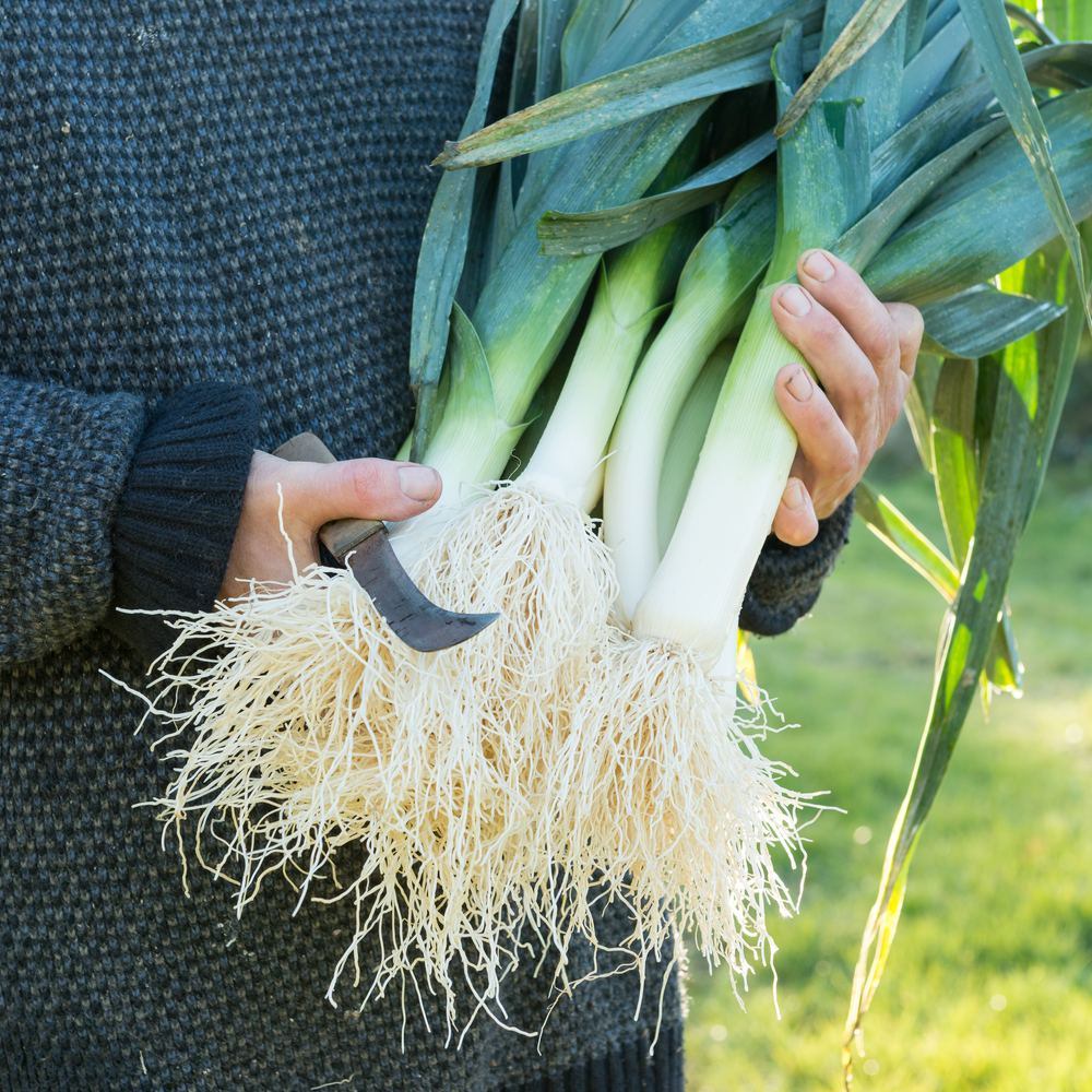 King Richard Leek Seeds – Epic Gardening