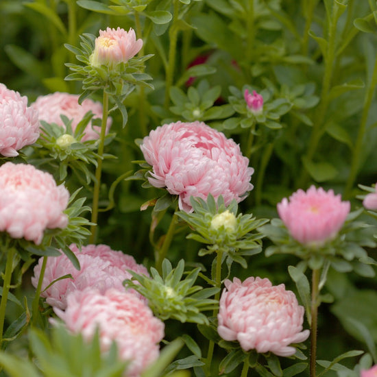 King Size Apricot Aster Seeds – Epic Gardening