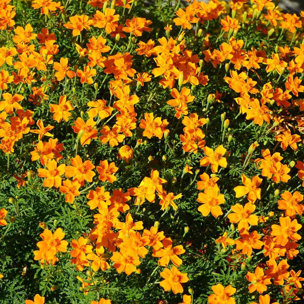 Lemon & Tangerine Gems Signet Marigold Seeds – Epic Gardening