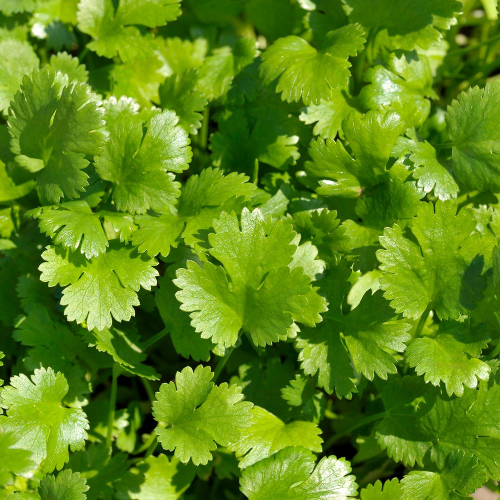 Long Standing Santo Cilantro/Coriander Seeds – Epic Gardening