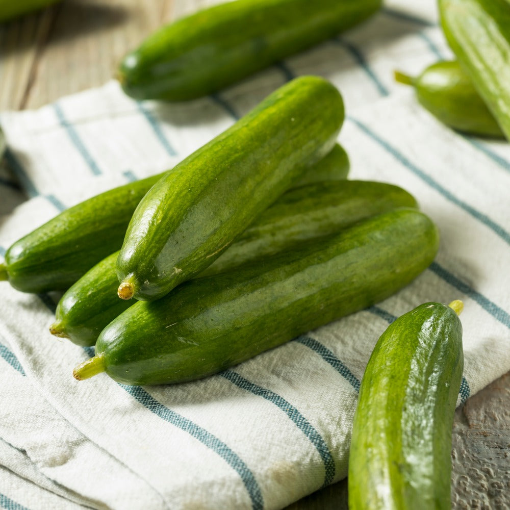 Muncher Persian Cucumber Seeds – Epic Gardening