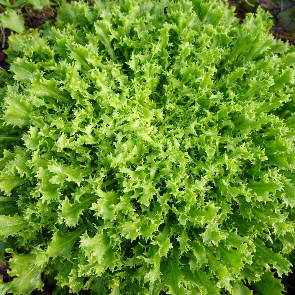 Olesh Tres Fine Endive Seeds – Epic Gardening