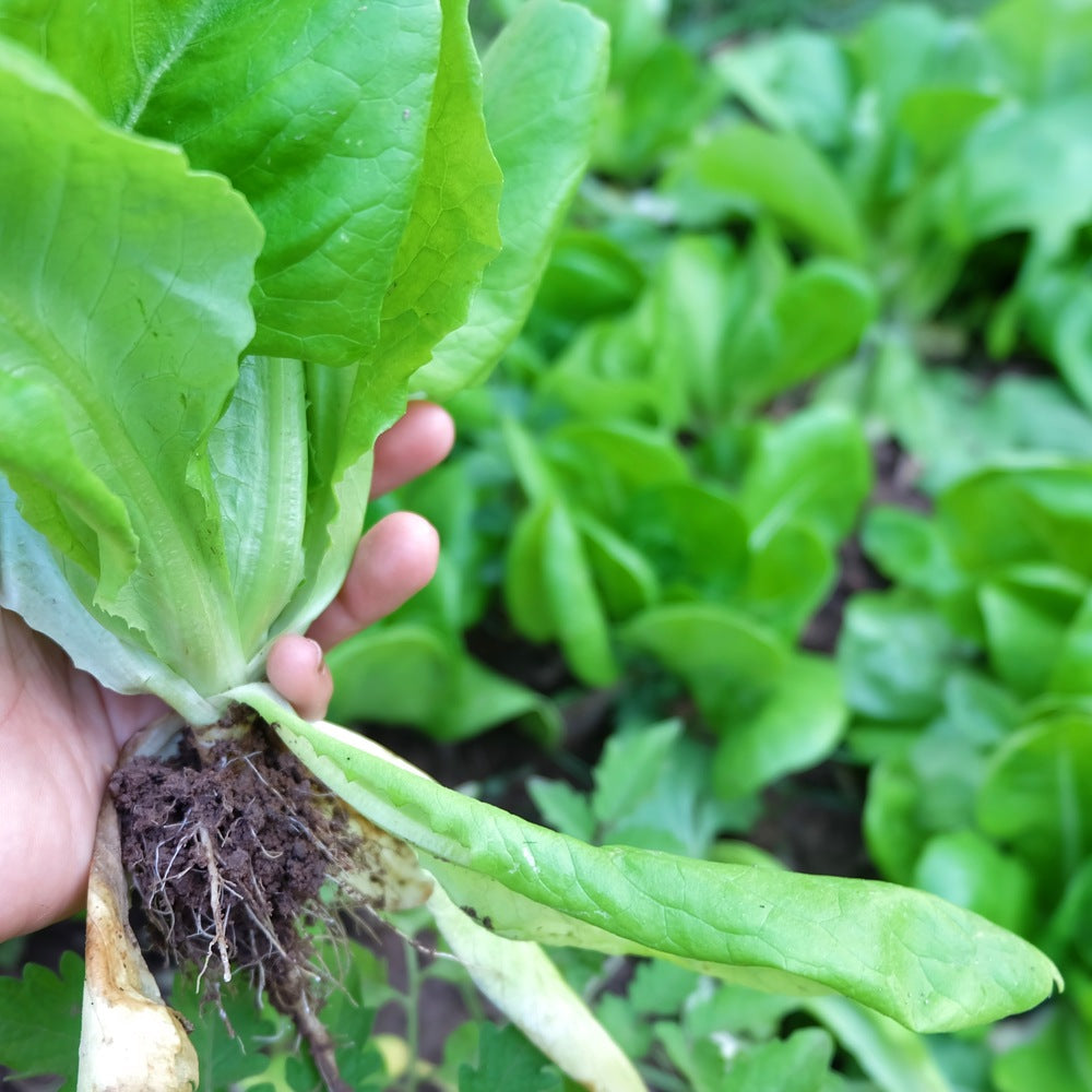 Parris Island Cos Romaine Lettuce Seeds – Epic Gardening