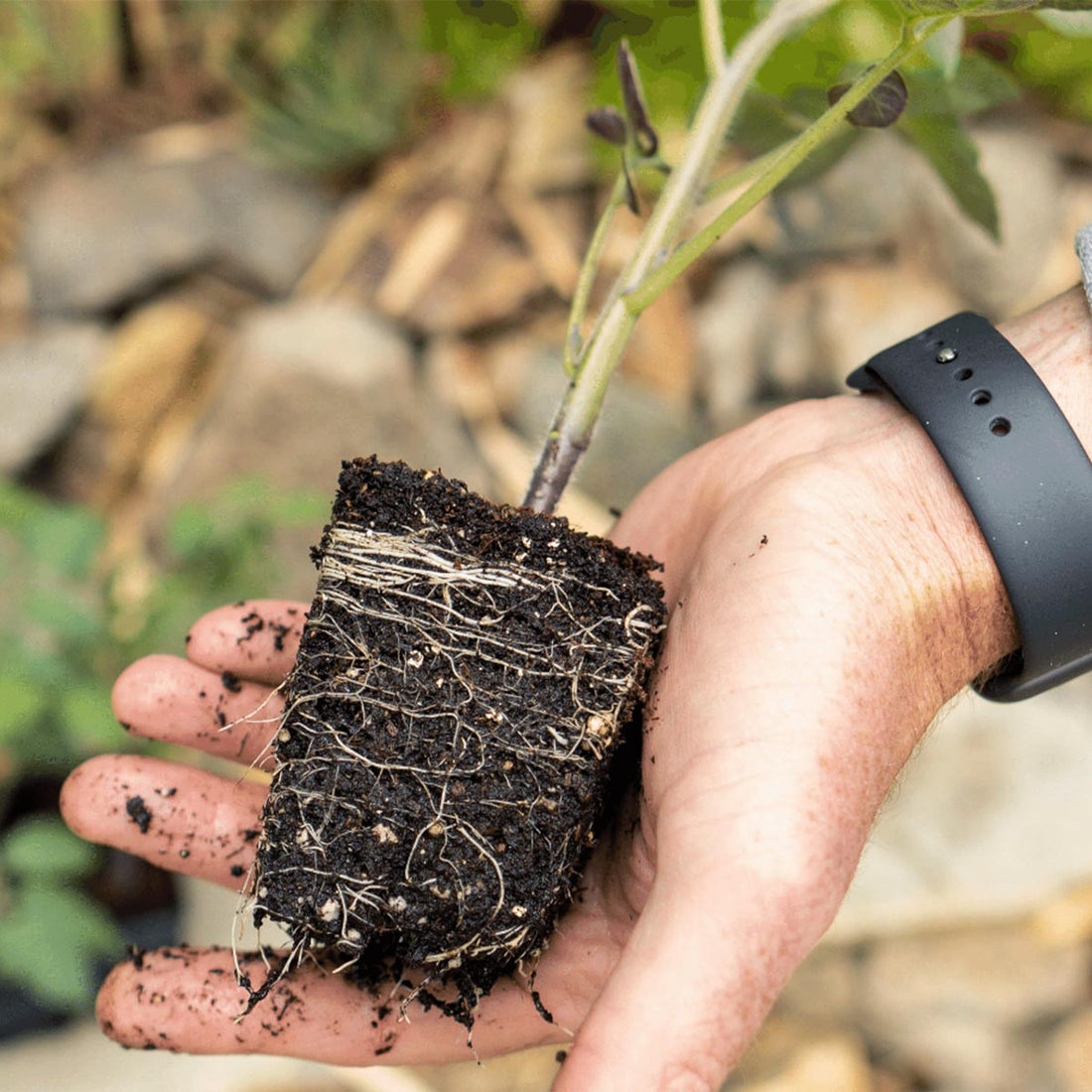 The Premium Seed Starting Kit – Epic Gardening